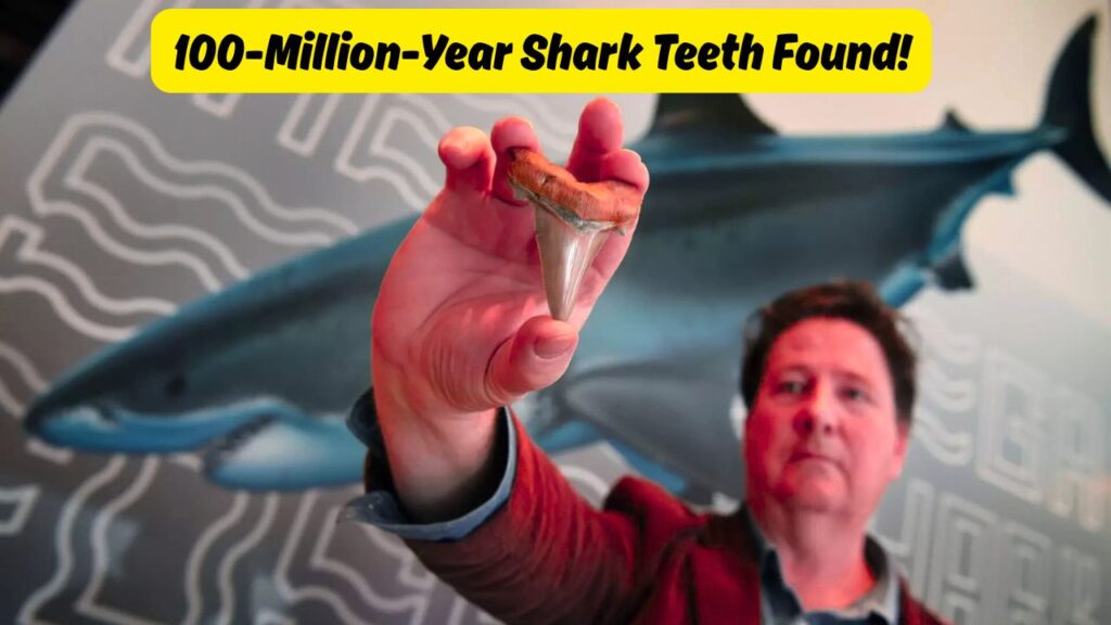 Ancient Shark Teeth Found in Australian Desert – Scientists Stunned by ...